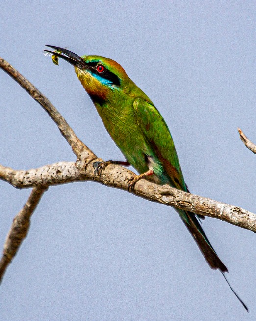 David Stickney - Wildlife Photography