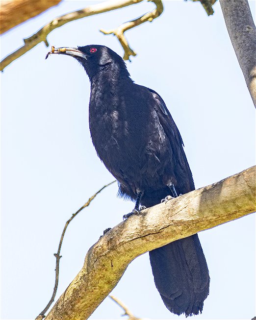 David Stickney - Wildlife Photography